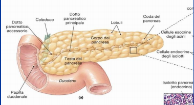 Il PANCREAS - The Curious Nurse