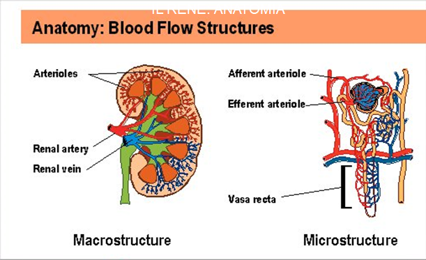 ANATOMIA del RENE - The Curious Nurse
